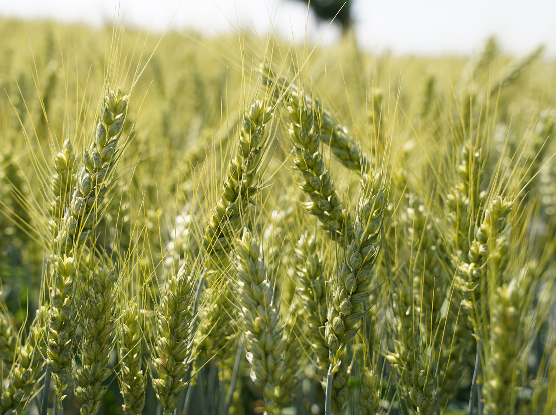 DSV | Deutsche Saatveredelung AG