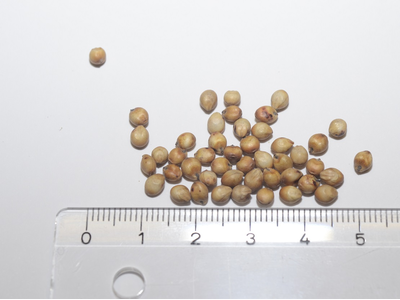 DSV | Sorghum / Sudangras