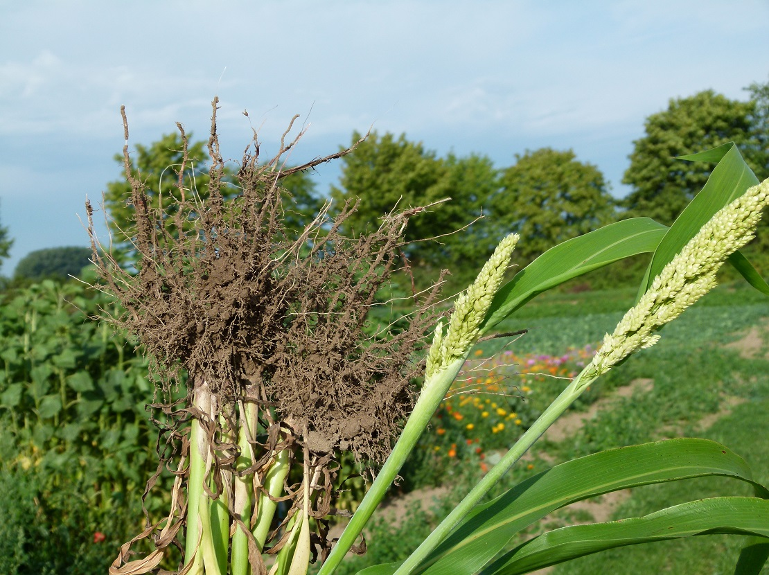 DSV | Sorghum / Sudangras