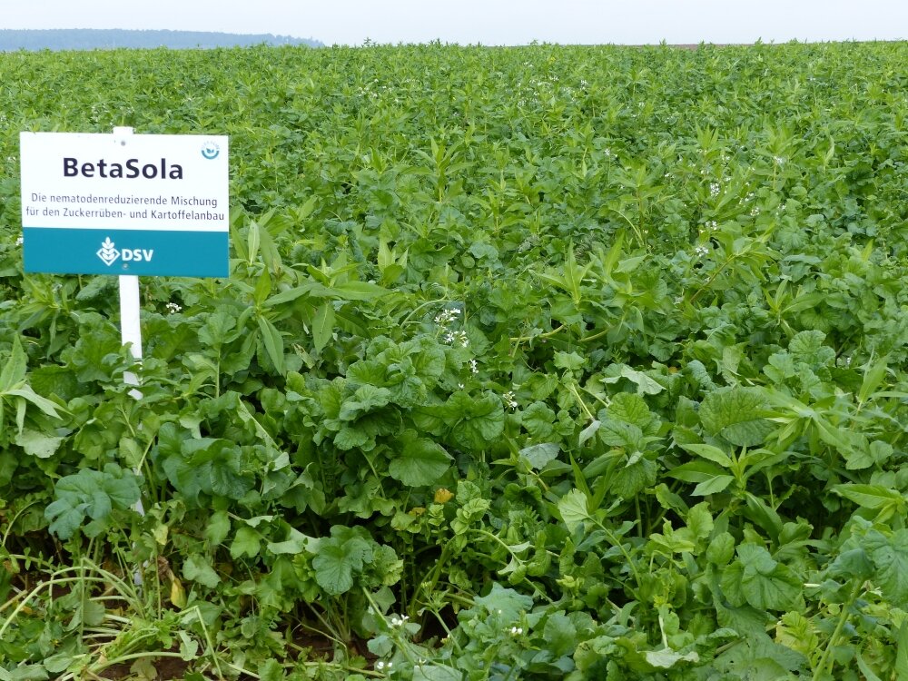 DSV | Deutsche Saatveredelung AG